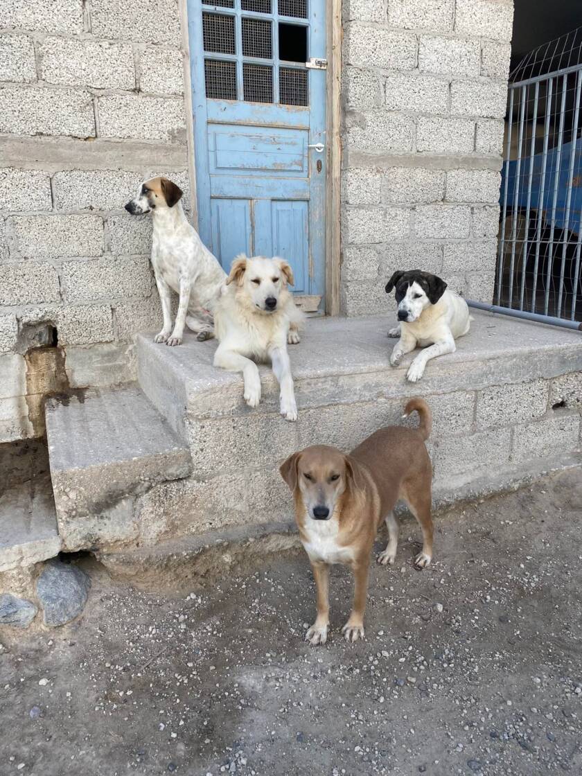 Σχετικά με εμάς - Stray Paws Σαντορίνη | Καταφύγιο ζώων-Μη ...